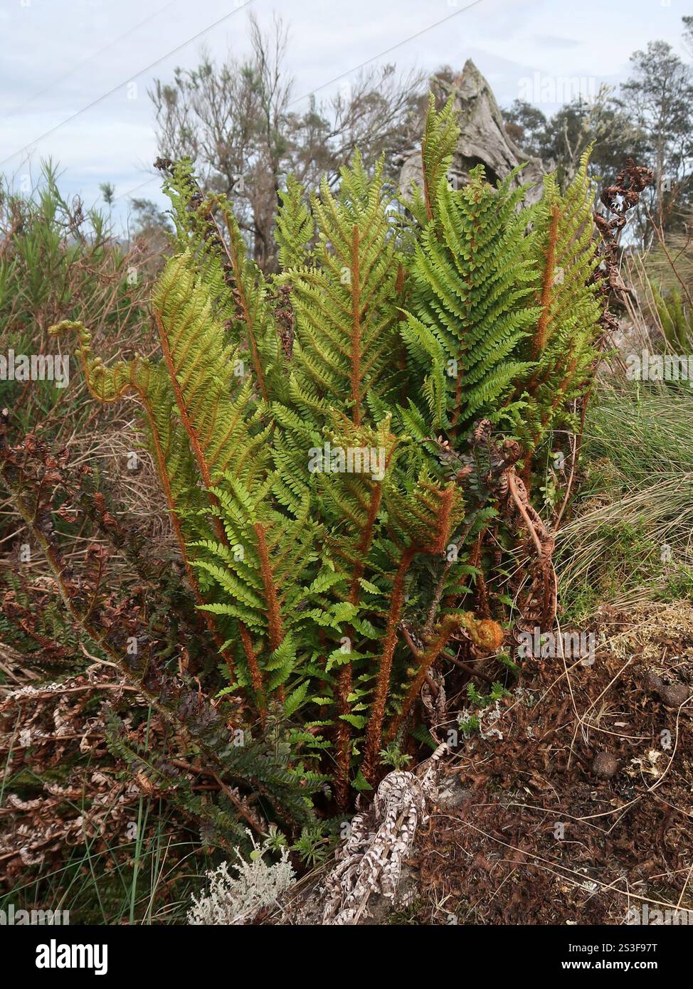 Mother shield fern hi-res stock photography and images - Alamy