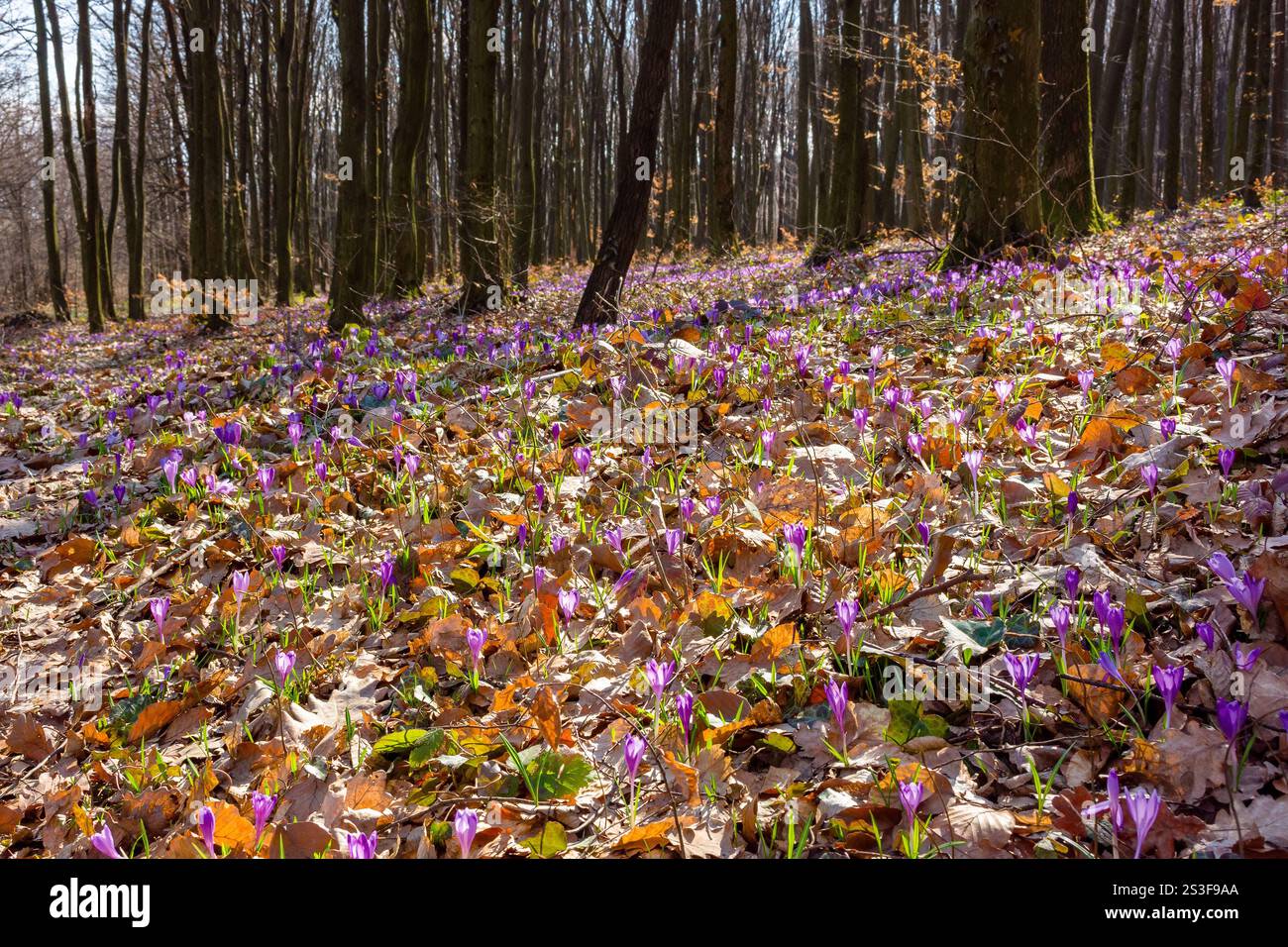 purple crocus bloom in the forest. green environment. sunny weather ...