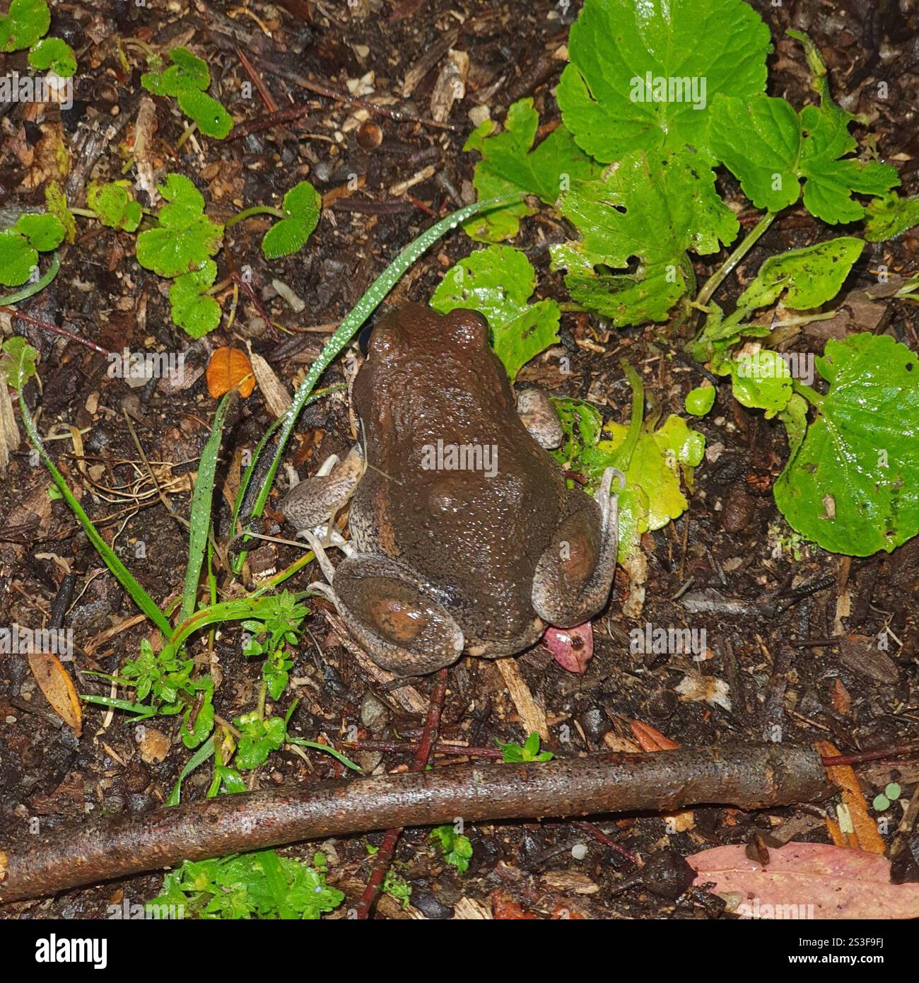 Eastern Banjo Frog (Limnodynastes dumerilii Stock Photo - Alamy