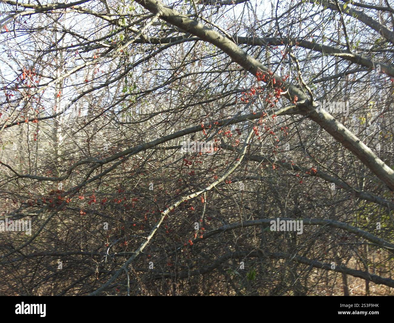 Siberian crabapple (Malus baccata Stock Photo - Alamy