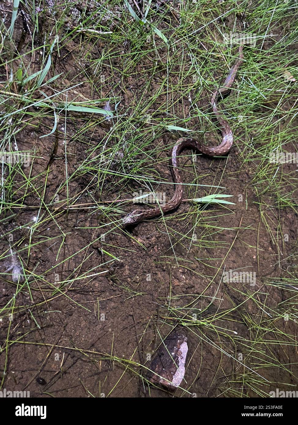 Coastal House Snake (Mesotes strigatus Stock Photo - Alamy