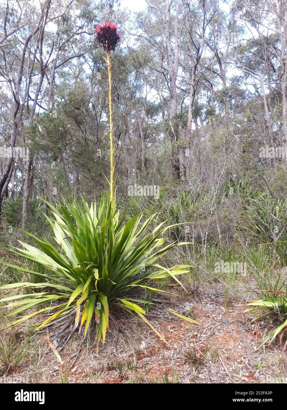 Doryanthes excelsa gymea lily hi-res stock photography and images - Alamy