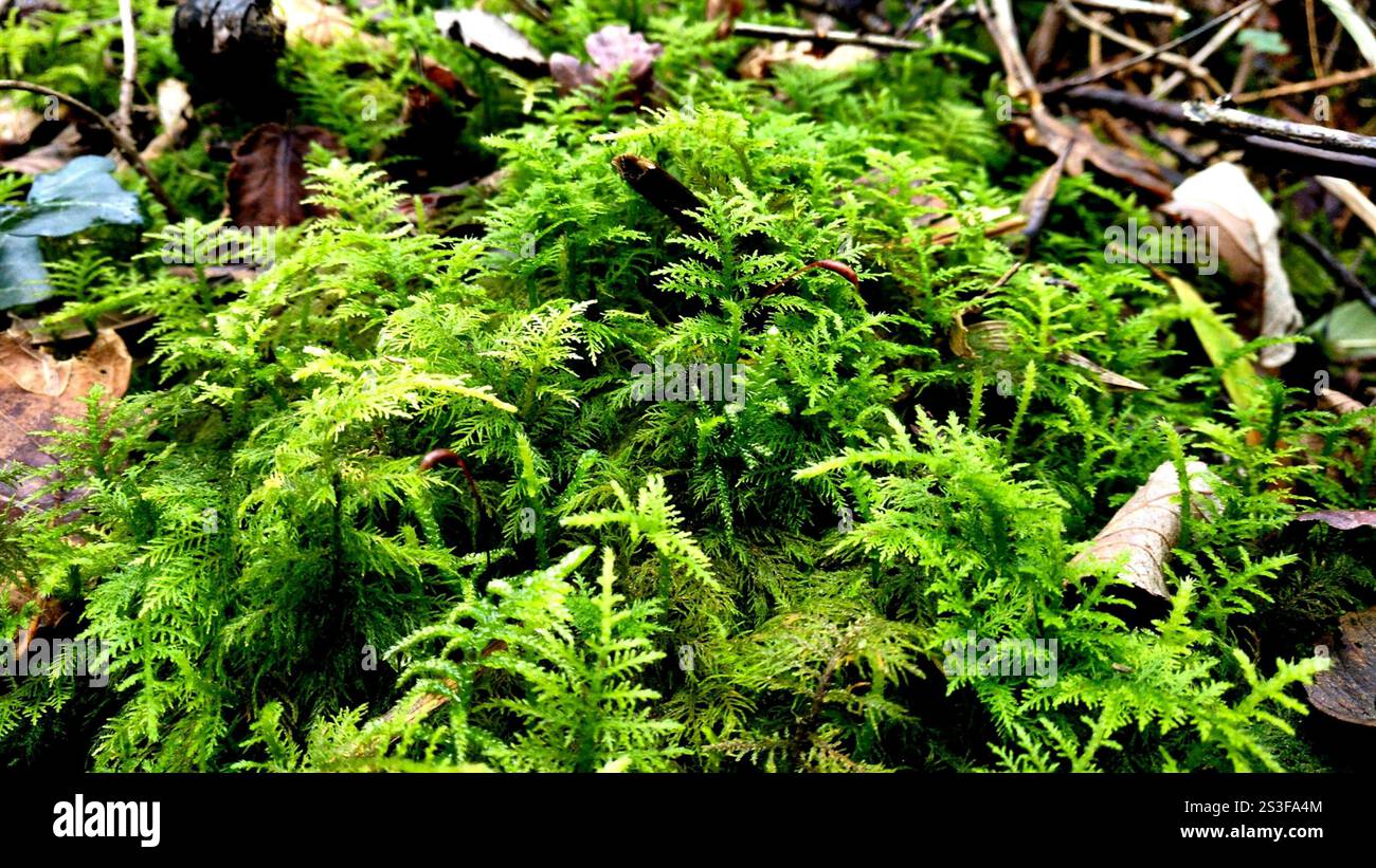 Common Tamarisk-moss (Thuidium tamariscinum Stock Photo - Alamy