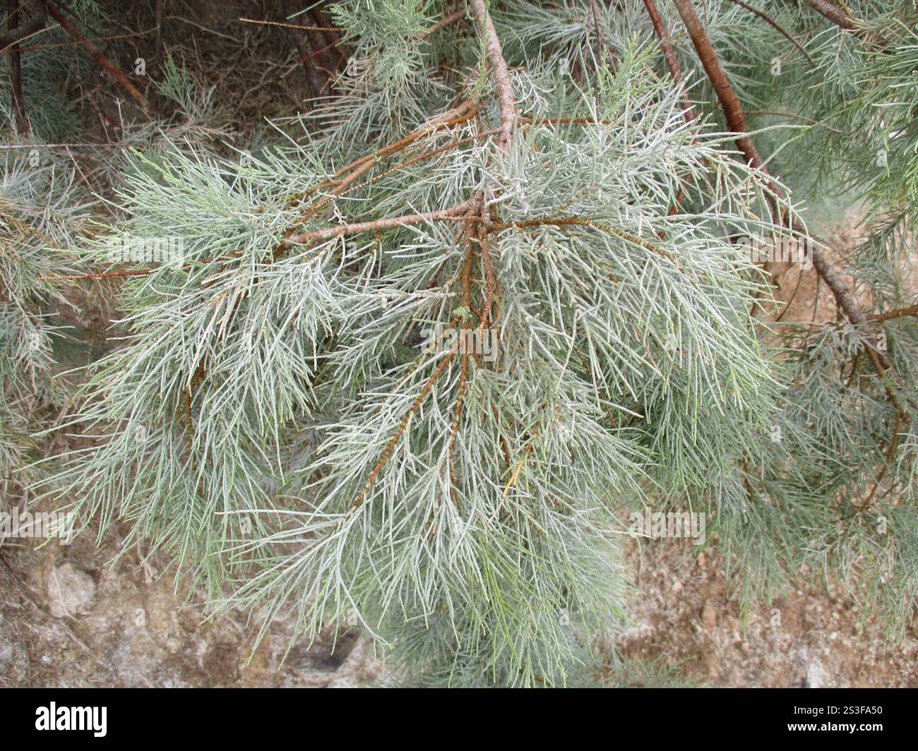 Wild Tamarisk (Tamarix usneoides Stock Photo - Alamy