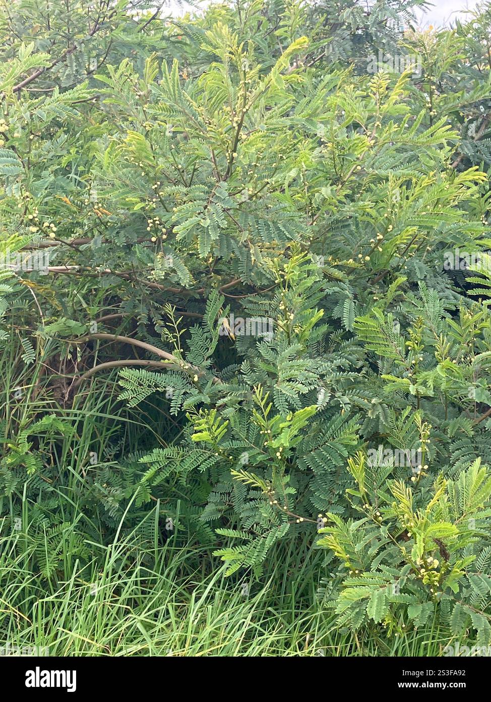 White leadtree (Leucaena leucocephala Stock Photo - Alamy