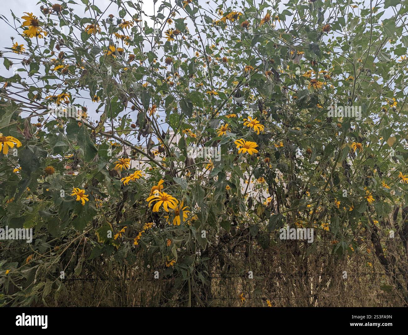 tree marigold (Tithonia tubaeformis Stock Photo - Alamy
