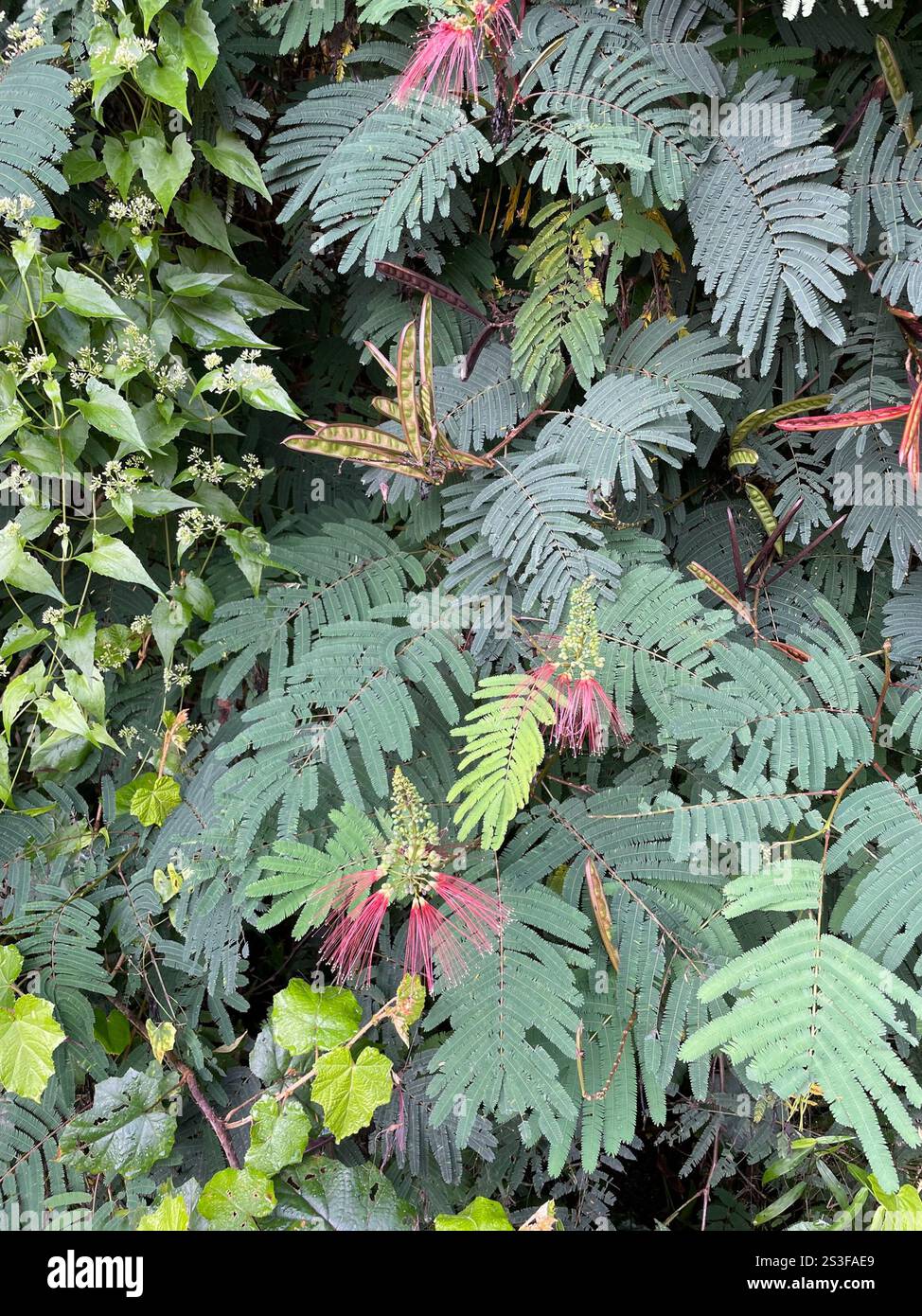 tree calliandra (Calliandra houstoniana Stock Photo - Alamy