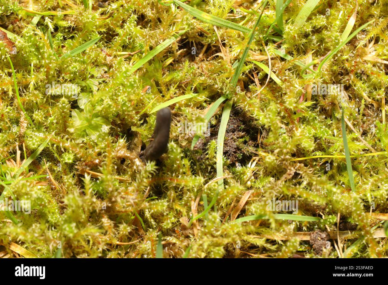 Earth Tongues (Geoglossum Stock Photo - Alamy