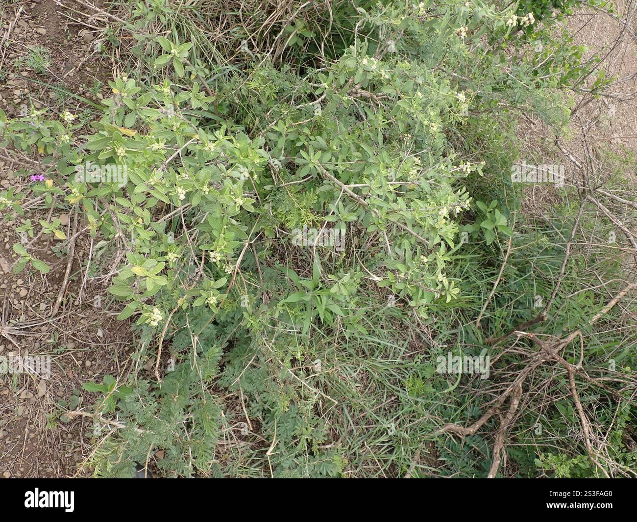 Fever Tea (Lippia javanica Stock Photo - Alamy