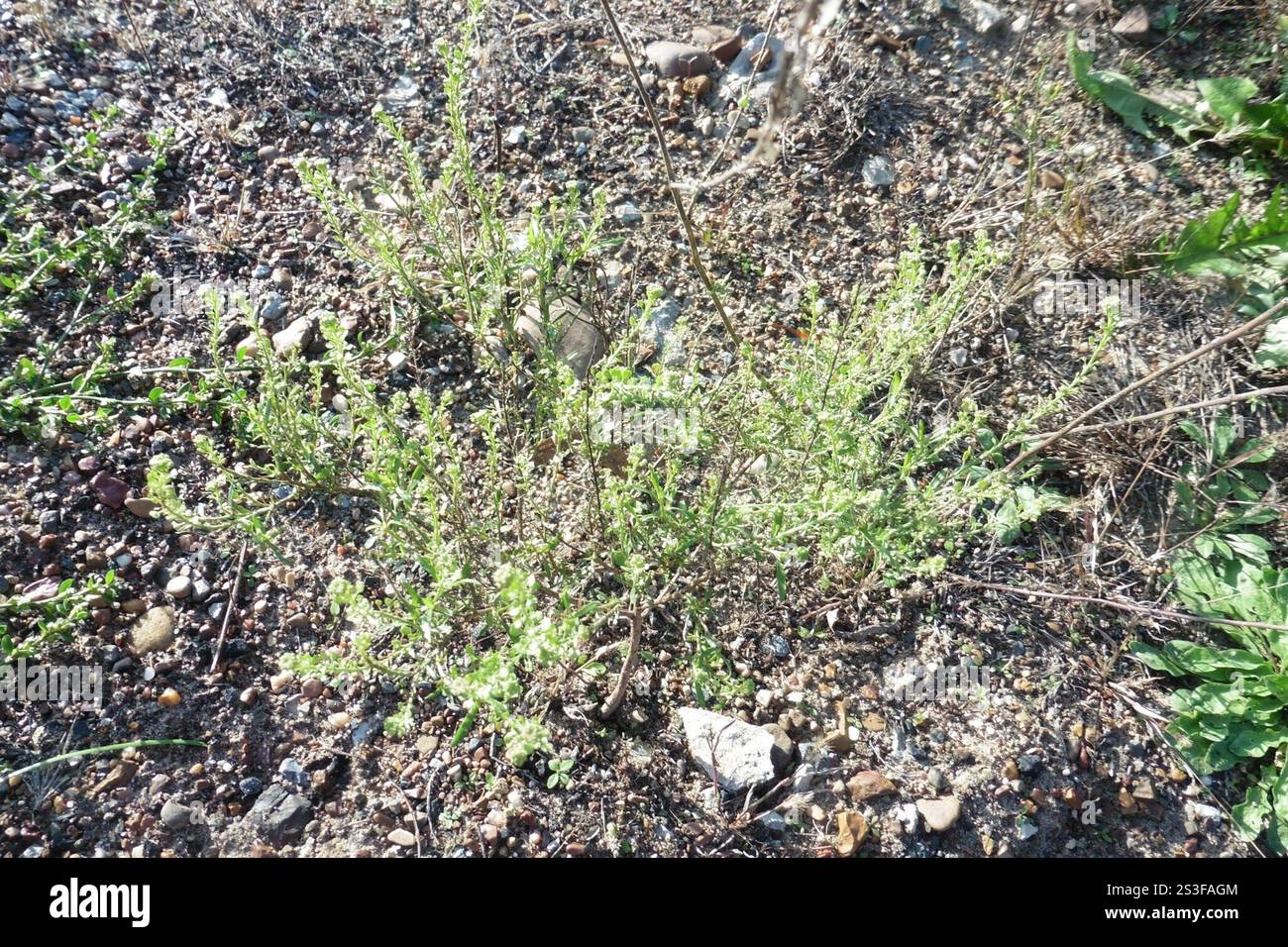 Common Peppergrass (Lepidium densiflorum Stock Photo - Alamy