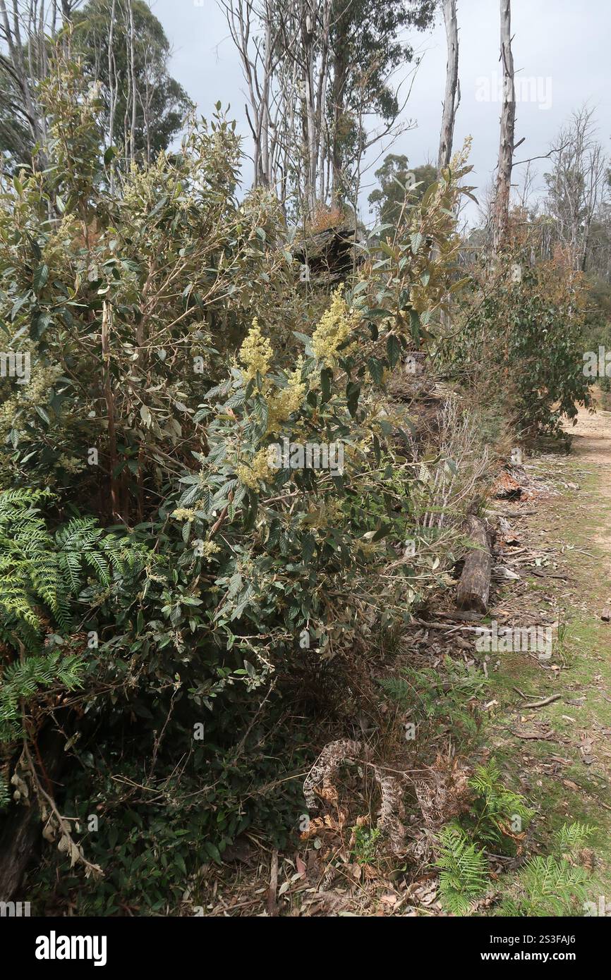 Tainui (Pomaderris apetala Stock Photo - Alamy