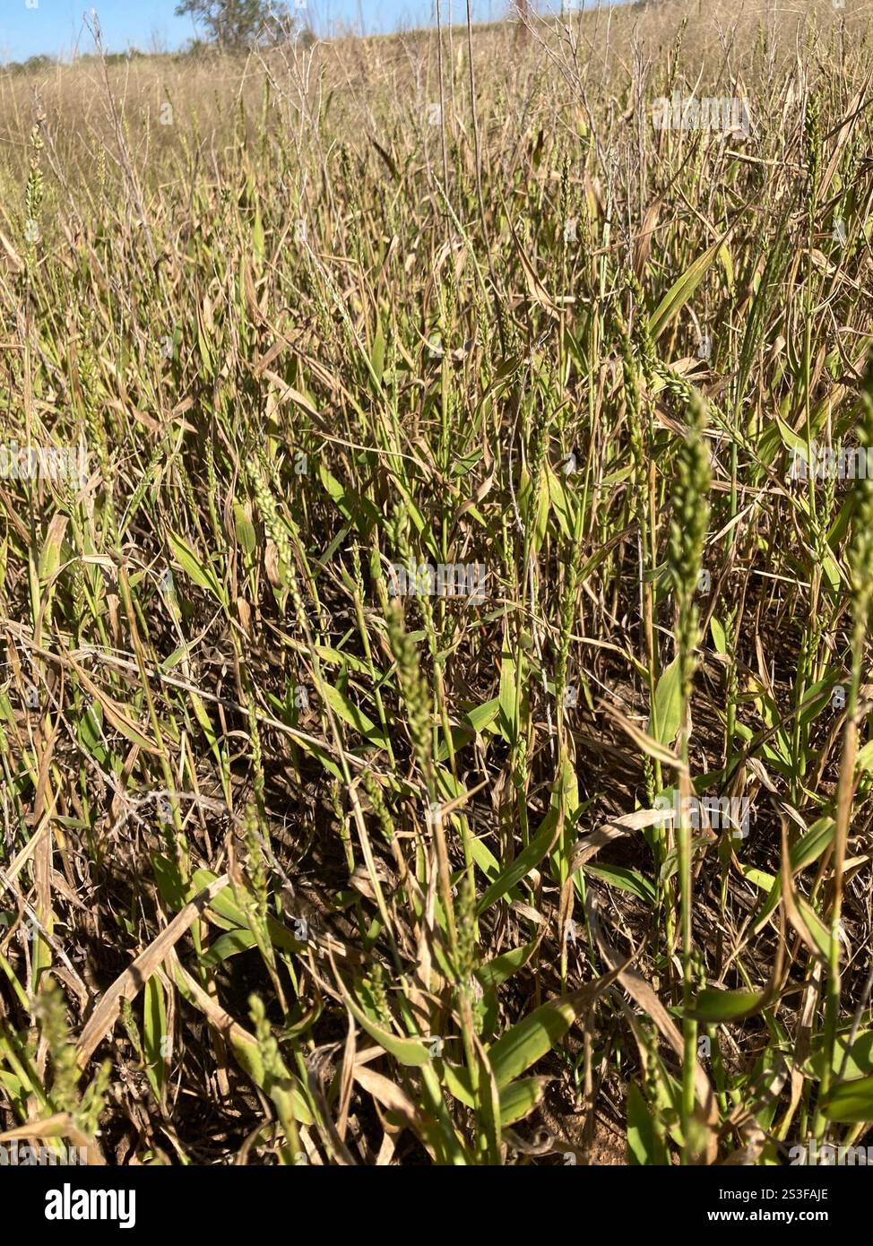 Texas Signalgrass (Urochloa texana Stock Photo - Alamy