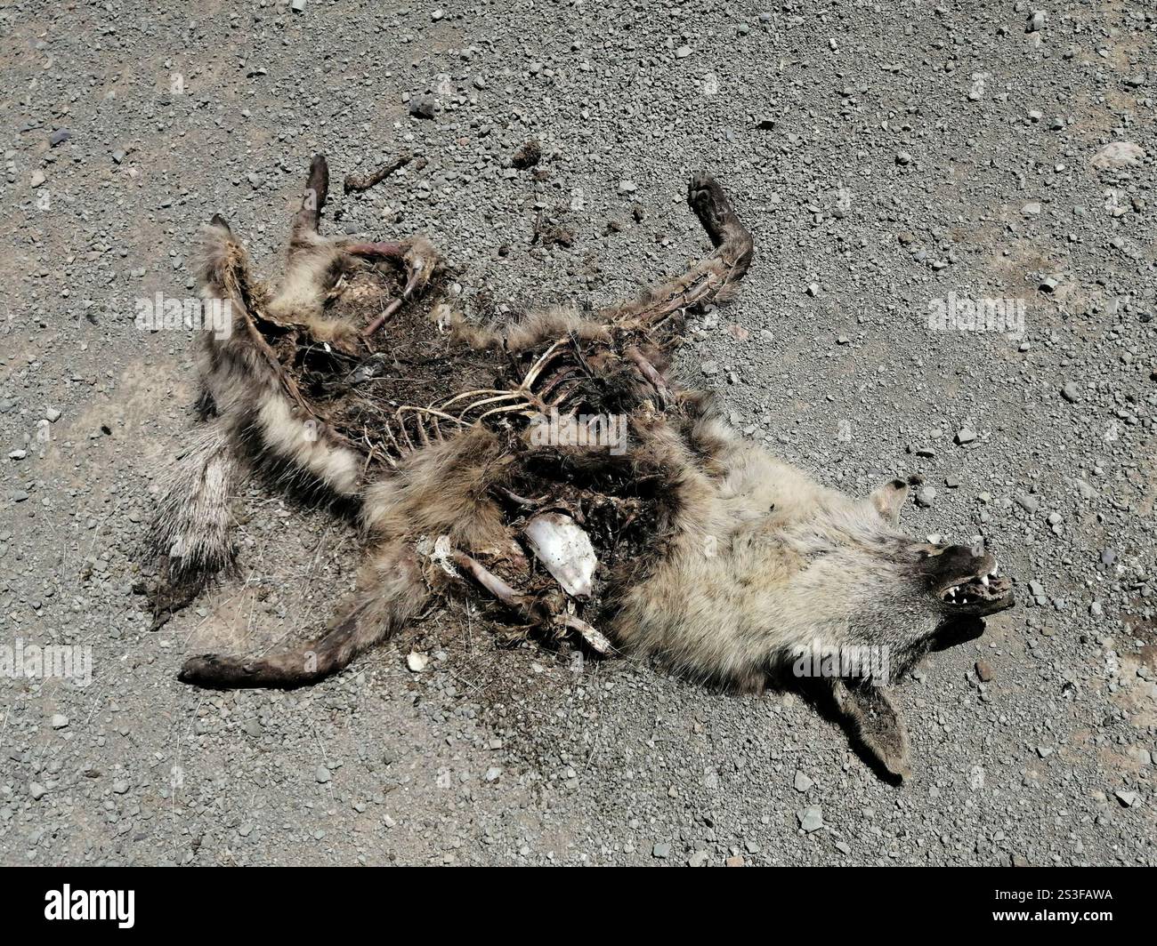 Southern Aardwolf (Proteles cristatus Stock Photo - Alamy