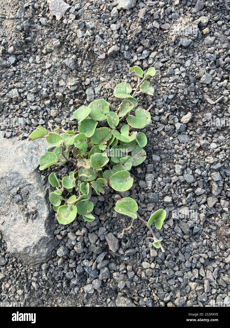 kidney weed (Dichondra repens Stock Photo - Alamy