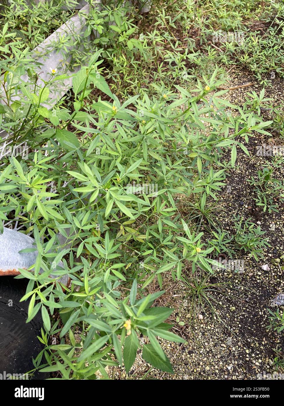 Caribbean Stylo (Stylosanthes hamata Stock Photo - Alamy