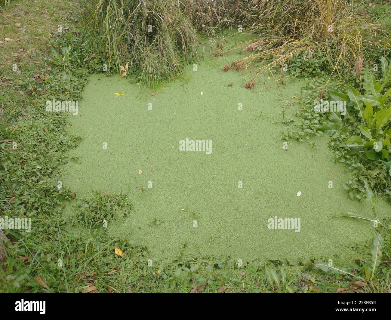 water fern (Azolla filiculoides Stock Photo - Alamy