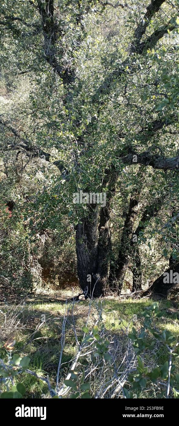 canyon live oak (Quercus chrysolepis Stock Photo - Alamy