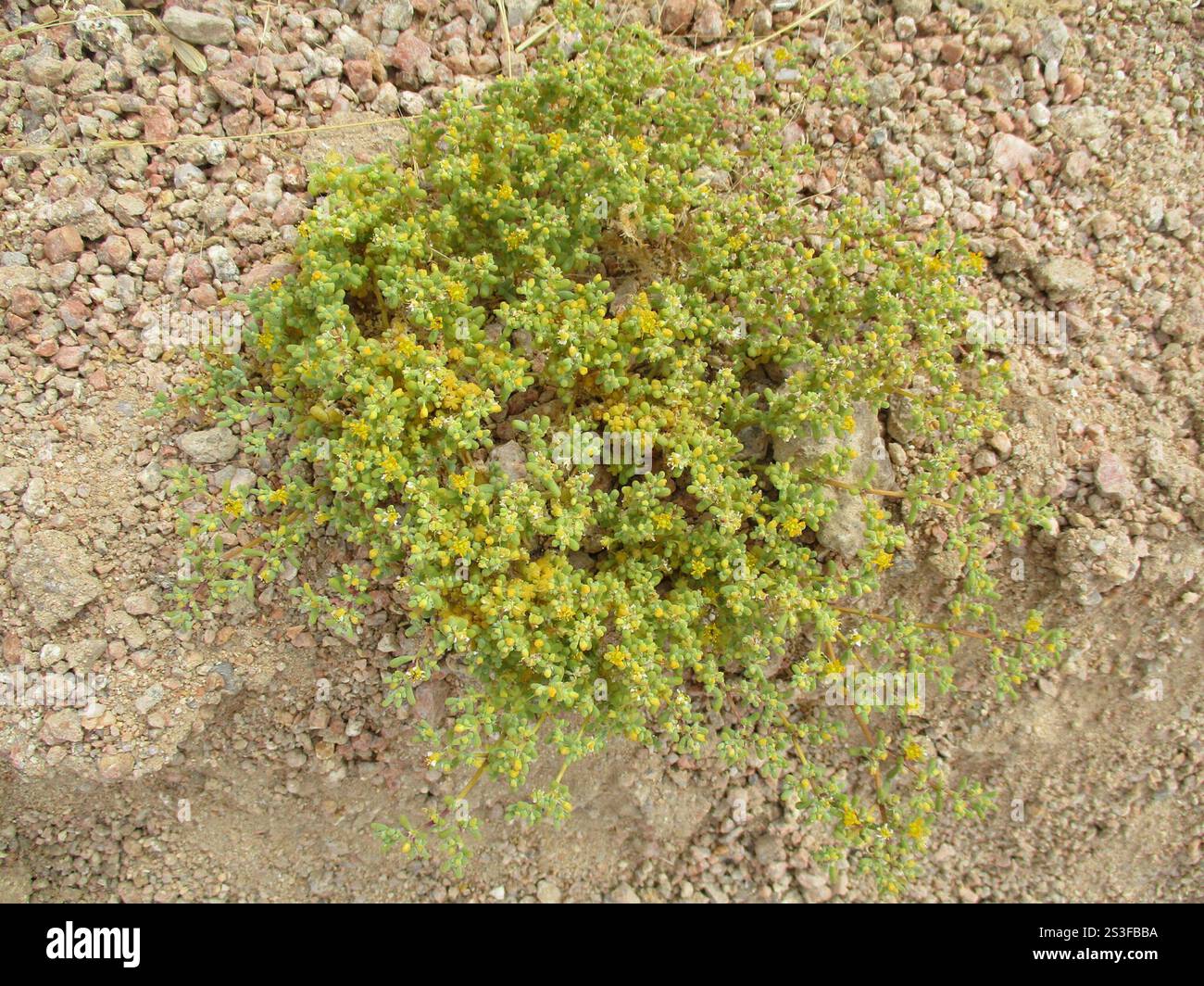 simple-leaved bean caper (Tetraena simplex Stock Photo - Alamy