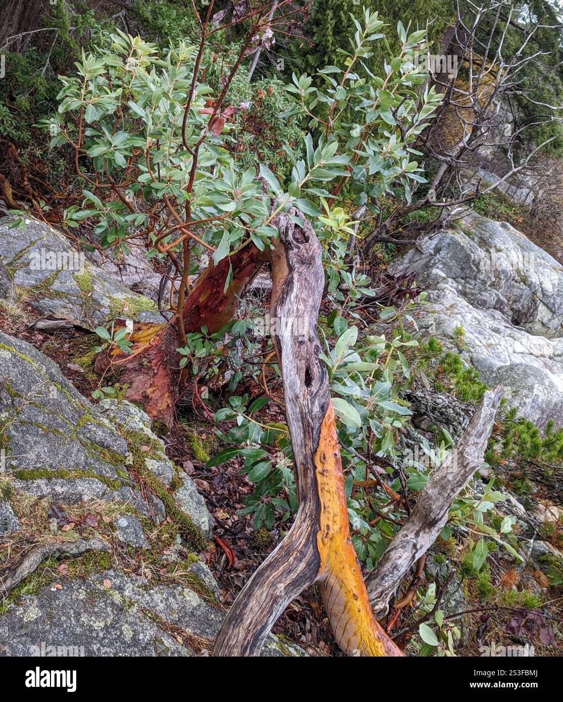 Pacific madrone (Arbutus menziesii Stock Photo - Alamy