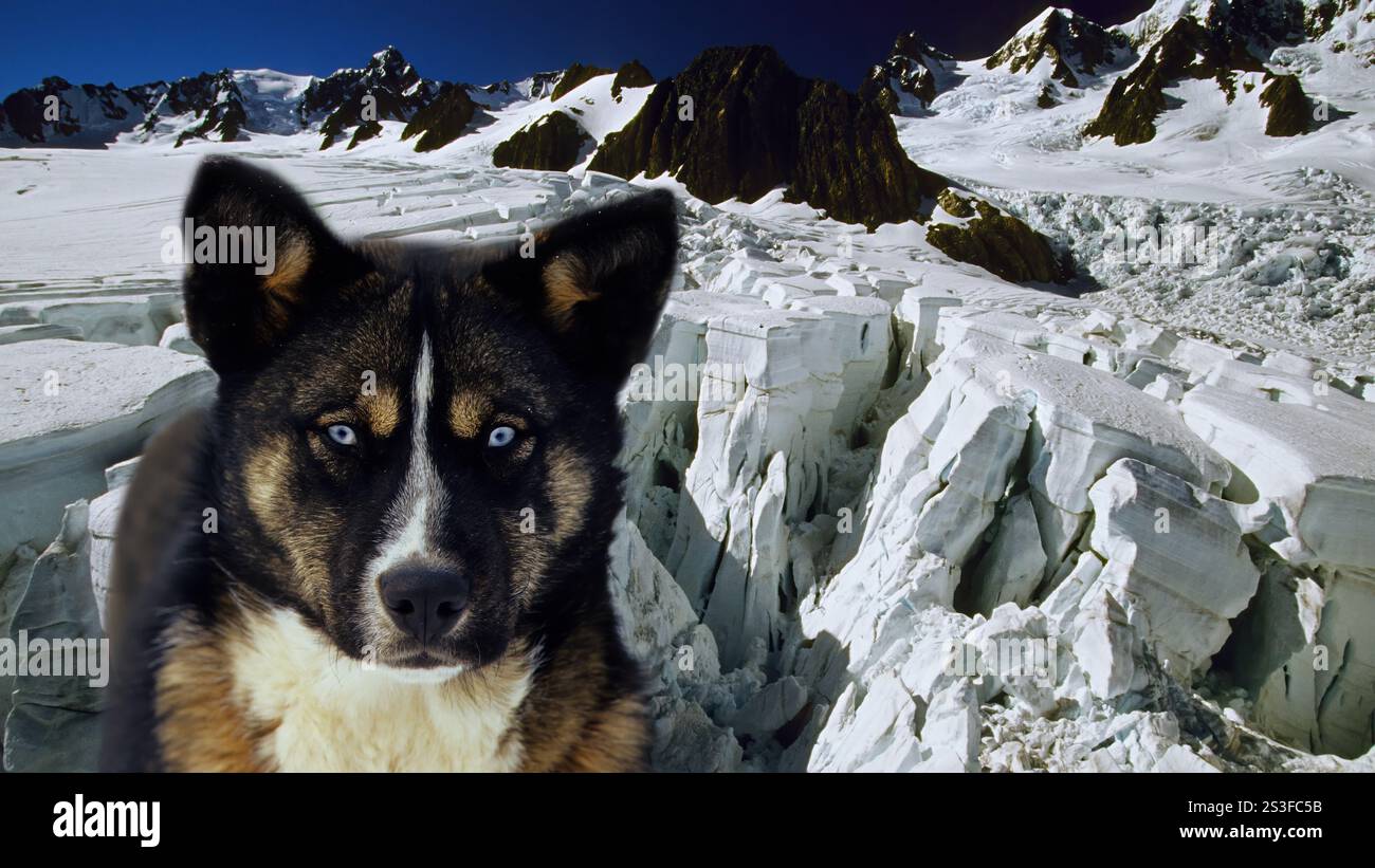 The Siberian Husky is a medium-sized working sled dog breed. The breed ...