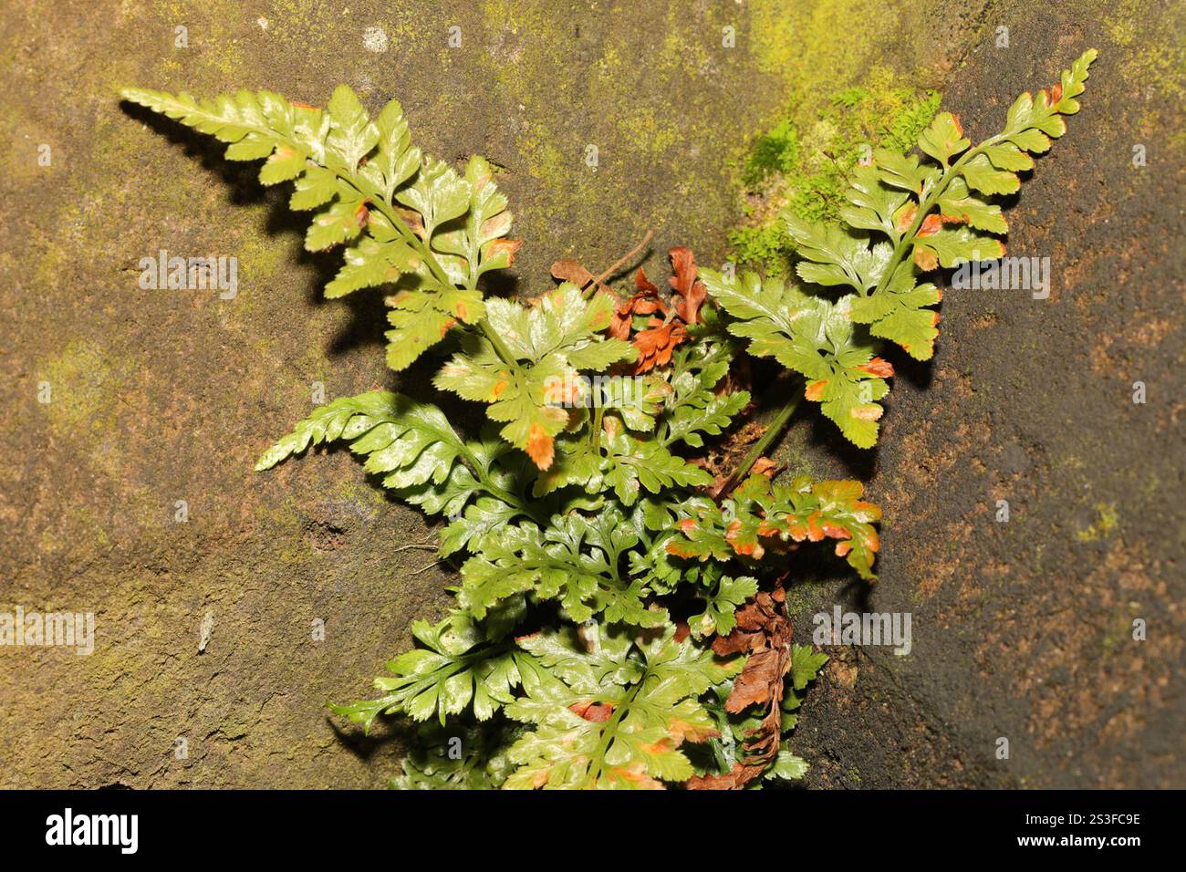 black spleenwort (Asplenium adiantum-nigrum Stock Photo - Alamy