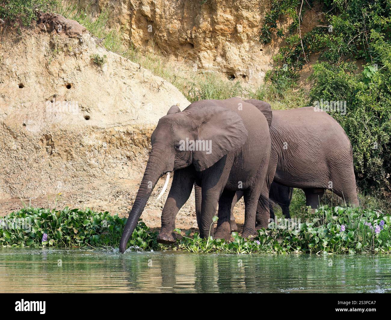 African bush elephant, Afrikanischer Elefant, Éléphant de savane ...
