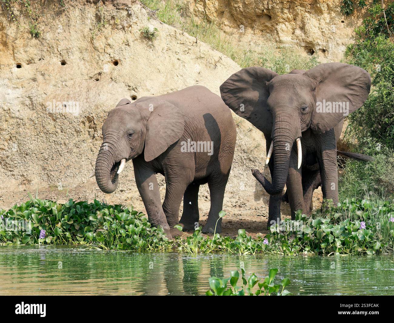 African bush elephant, Afrikanischer Elefant, Éléphant de savane ...