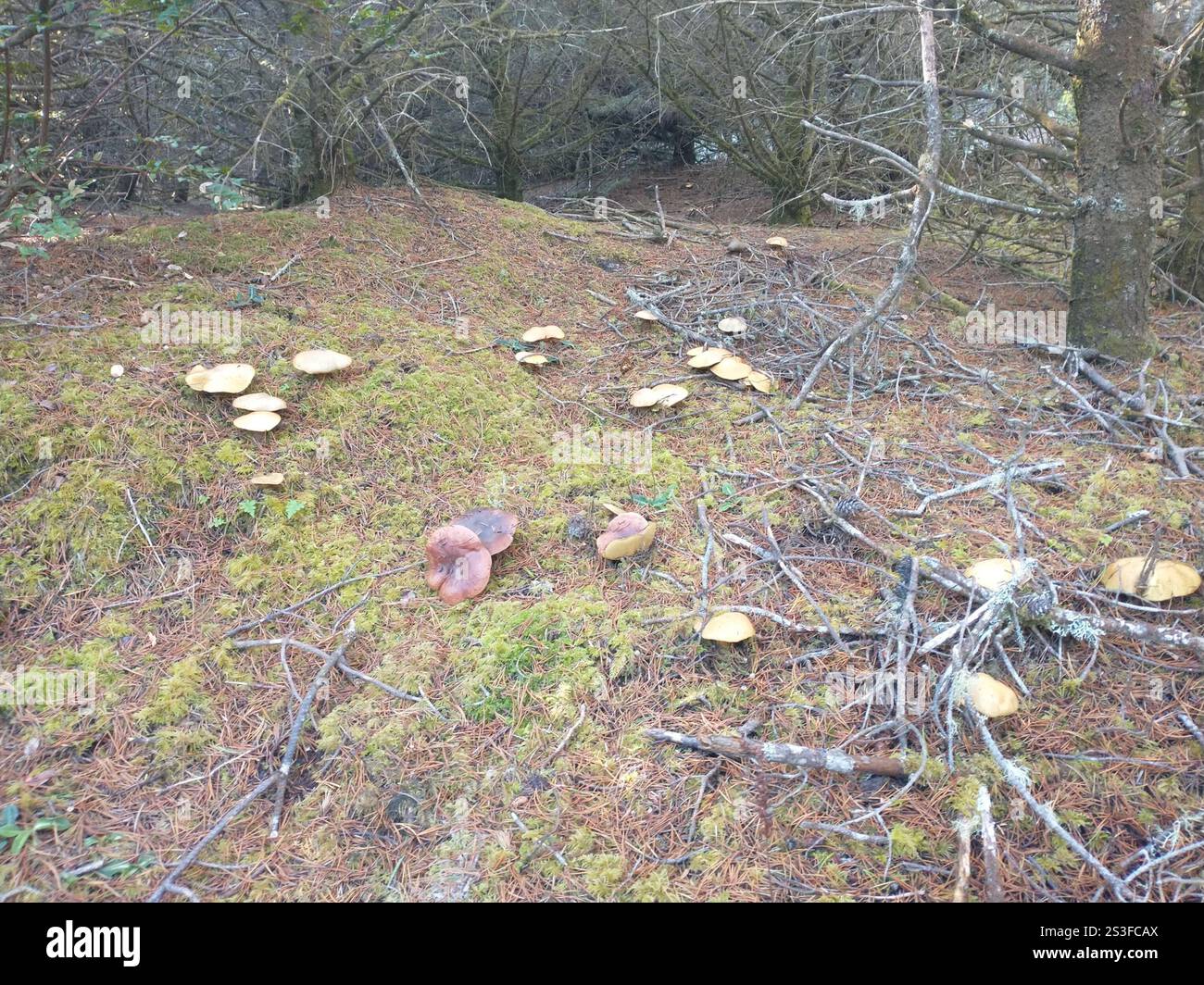 Blue-staining Slippery Jack (Suillus tomentosus Stock Photo - Alamy