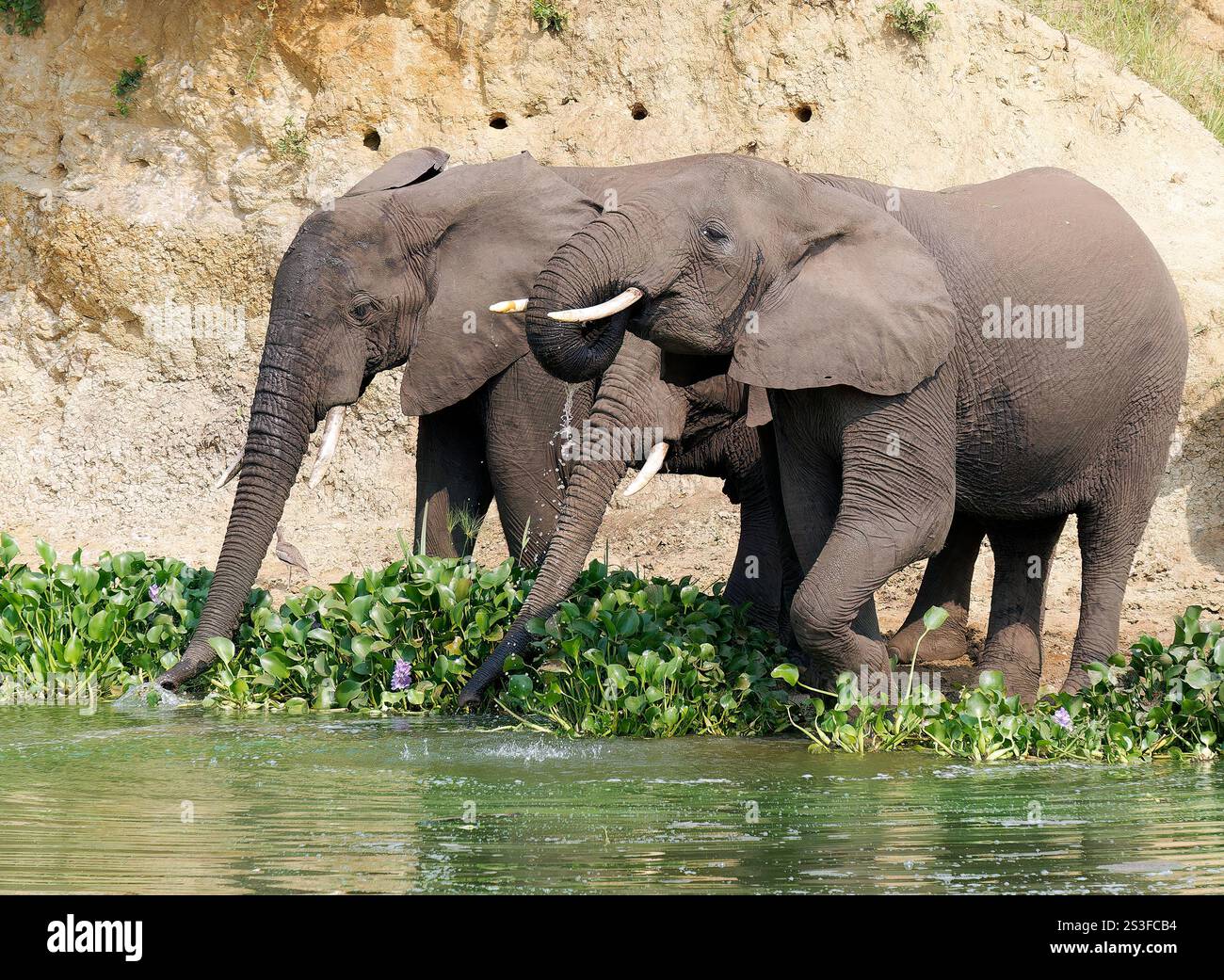African bush elephant, Afrikanischer Elefant, Éléphant de savane ...