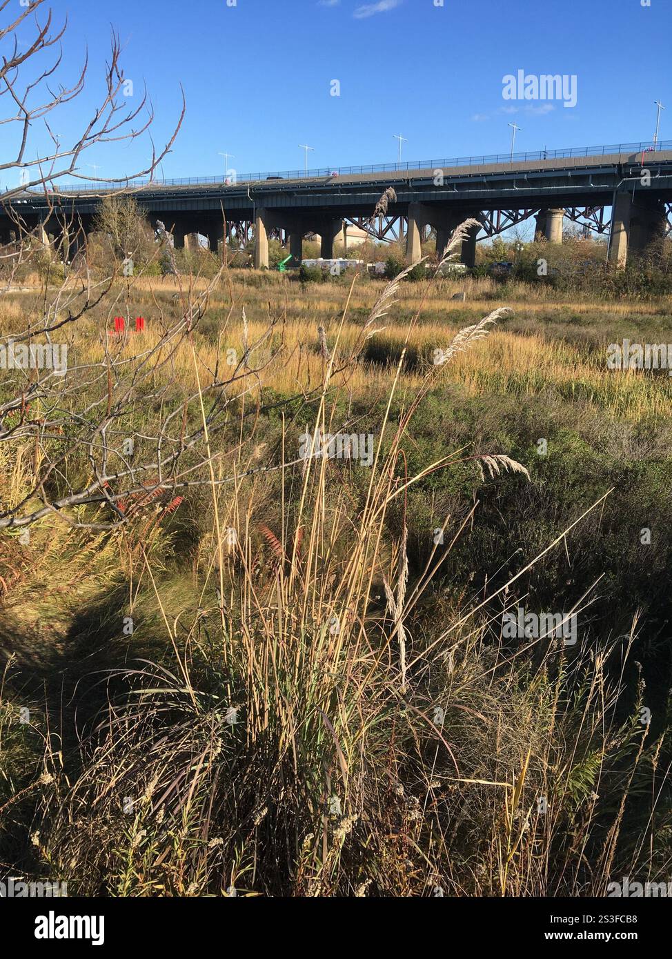 ravenna grass (Tripidium ravennae Stock Photo - Alamy
