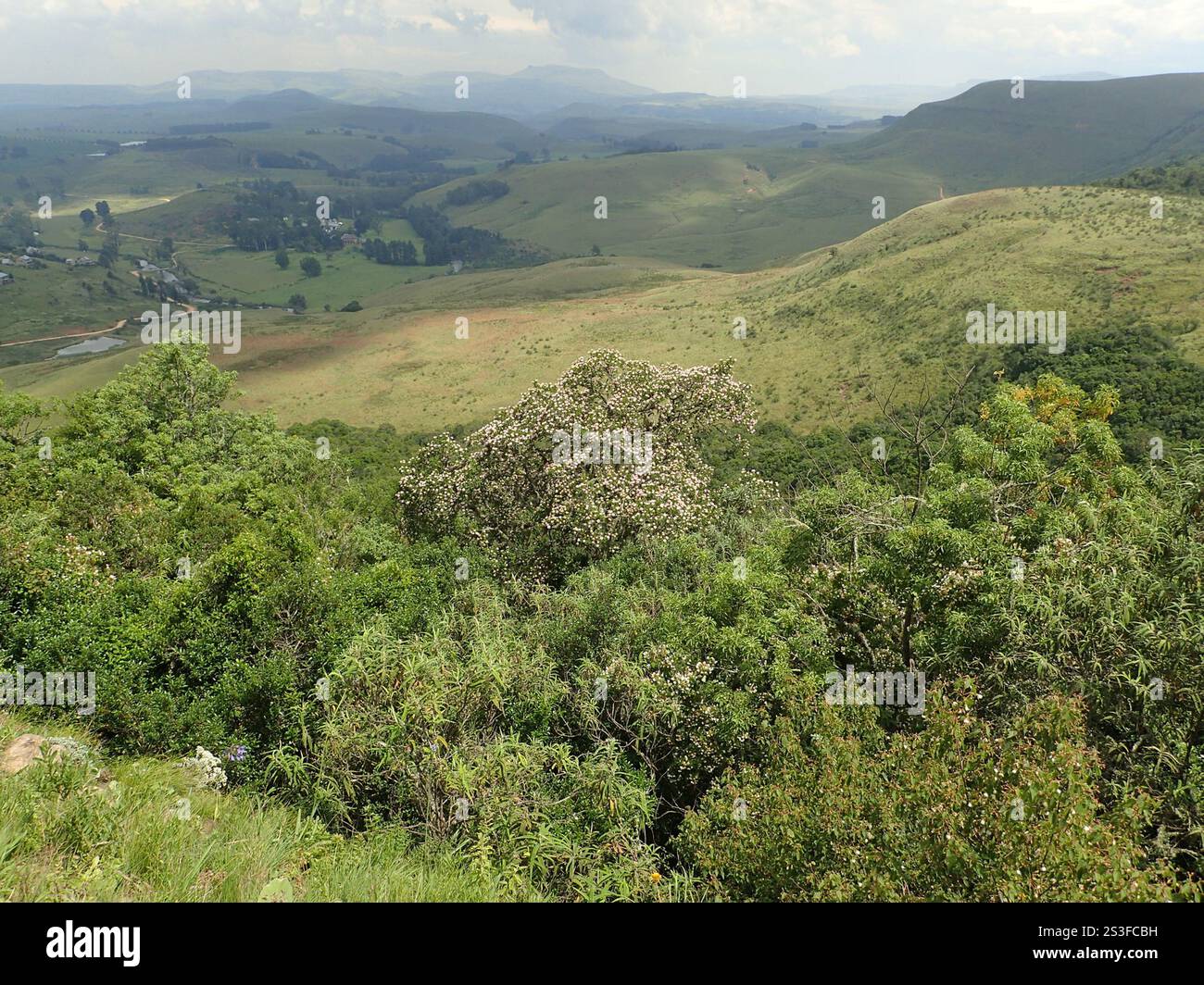 Pompom Tree (Dais cotinifolia Stock Photo - Alamy