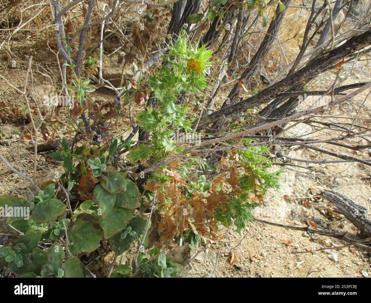 Horrid African Thistle (Berkheya spinosissima Stock Photo - Alamy