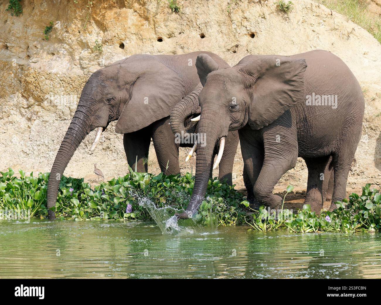 African bush elephant, Afrikanischer Elefant, Éléphant de savane ...