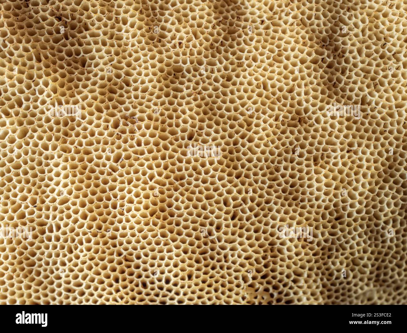 Below part of a mushroom cap texture. Extreme close-up Stock Photo - Alamy