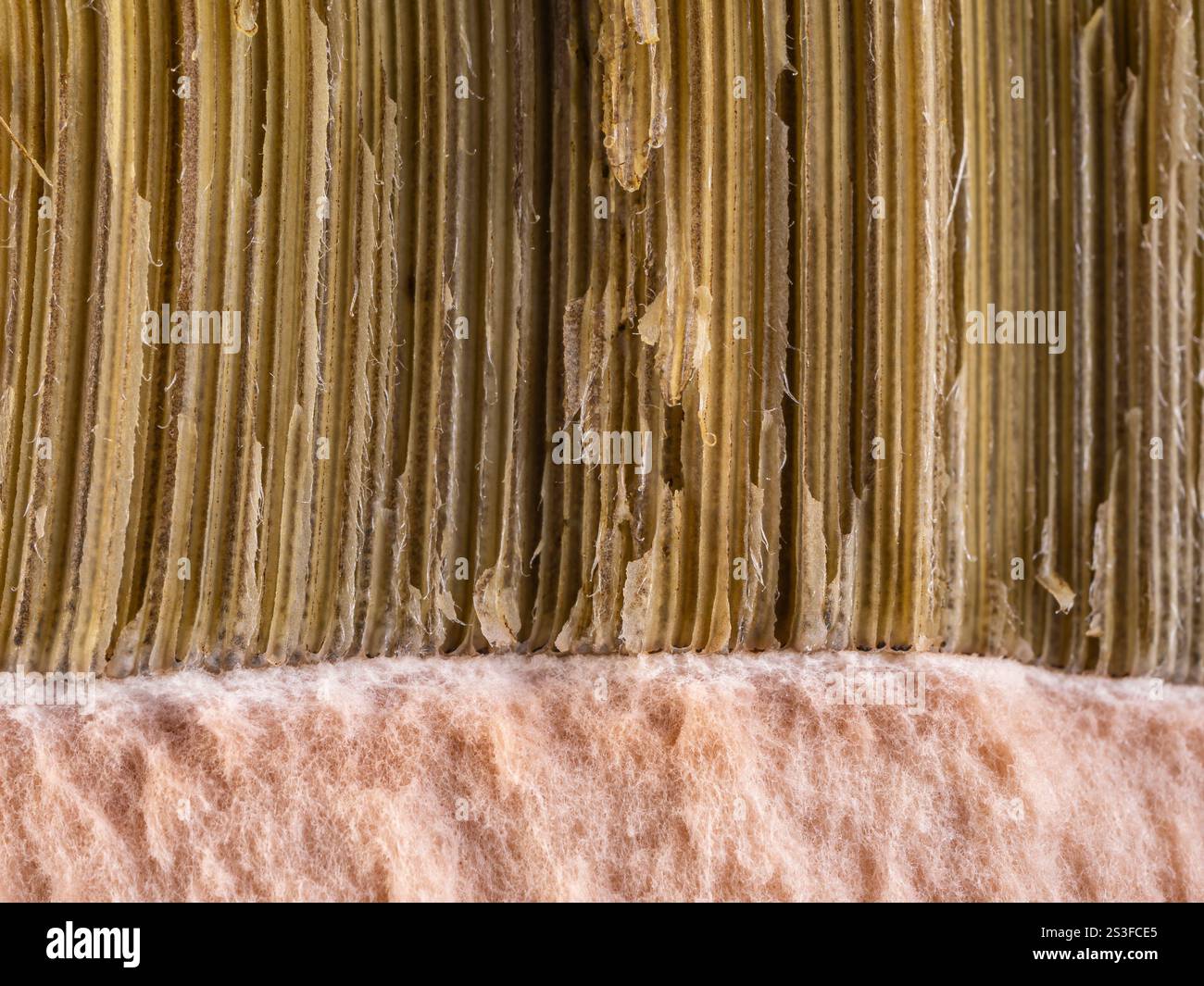 Close-up texture of Brown Bracket Fungus Stock Photo - Alamy