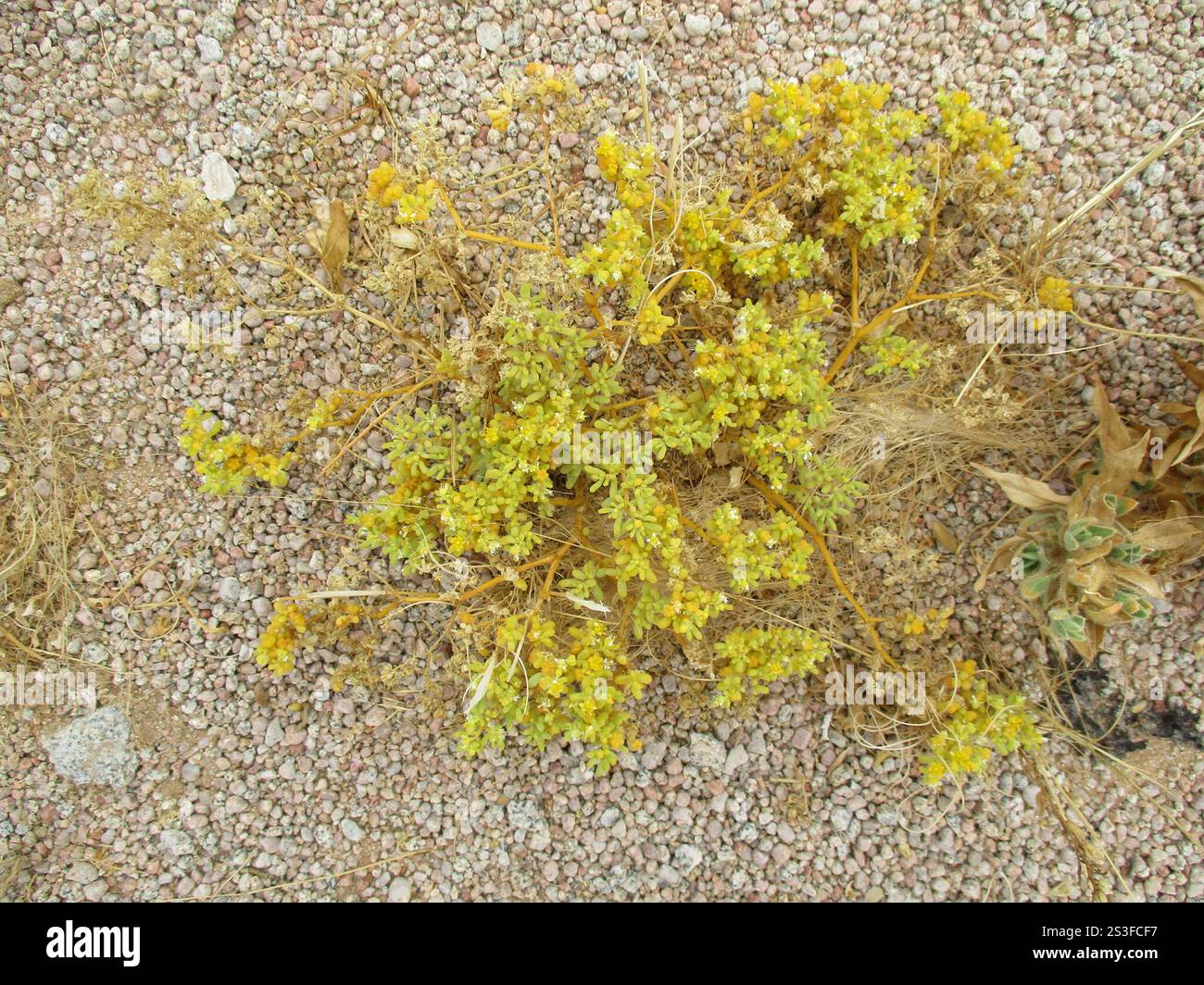 simple-leaved bean caper (Tetraena simplex Stock Photo - Alamy