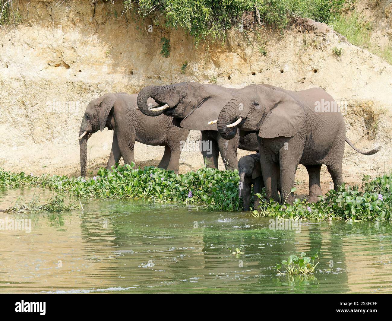 African bush elephant, Afrikanischer Elefant, Éléphant de savane ...