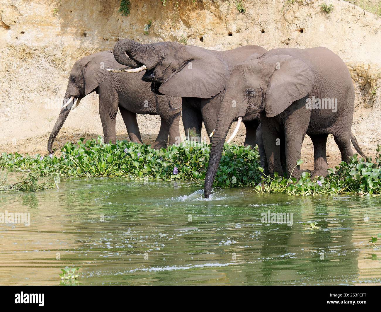 African bush elephant, Afrikanischer Elefant, Éléphant de savane ...