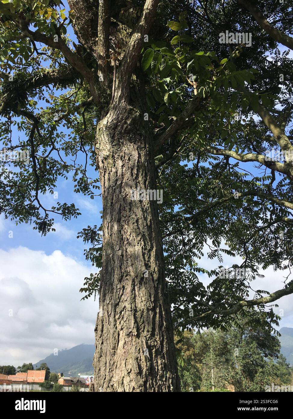 Andean Walnut (Juglans neotropica Stock Photo - Alamy