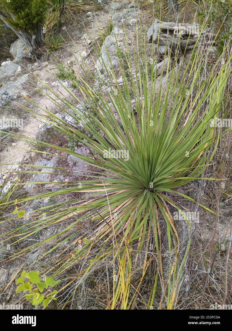 Texas sotol (Dasylirion texanum Stock Photo - Alamy