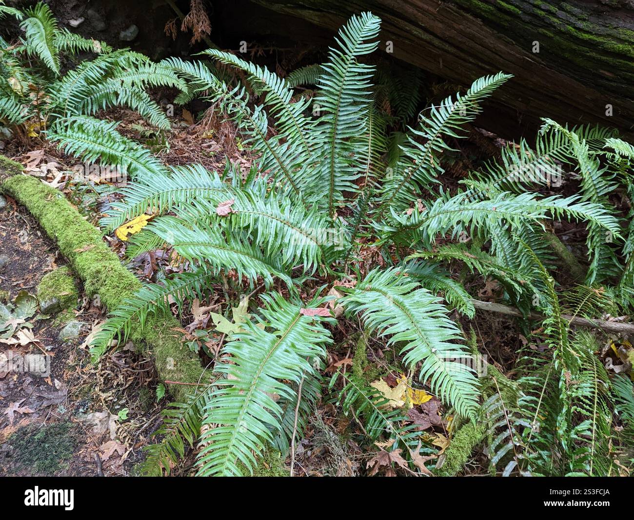 western sword fern (Polystichum munitum Stock Photo - Alamy
