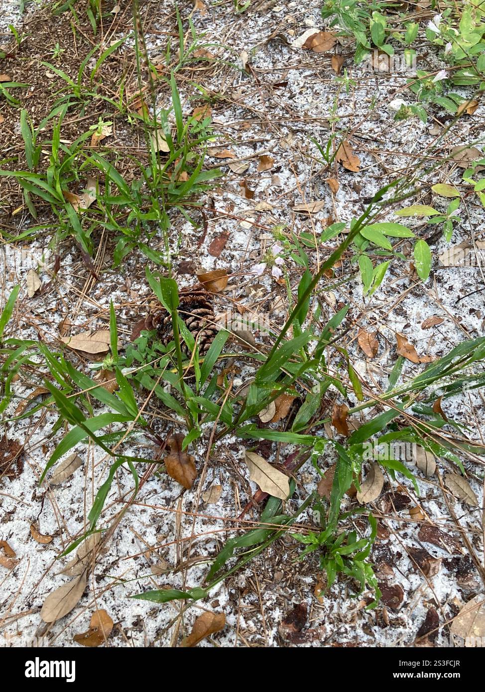 Thin Paspalum (Paspalum setaceum Stock Photo - Alamy