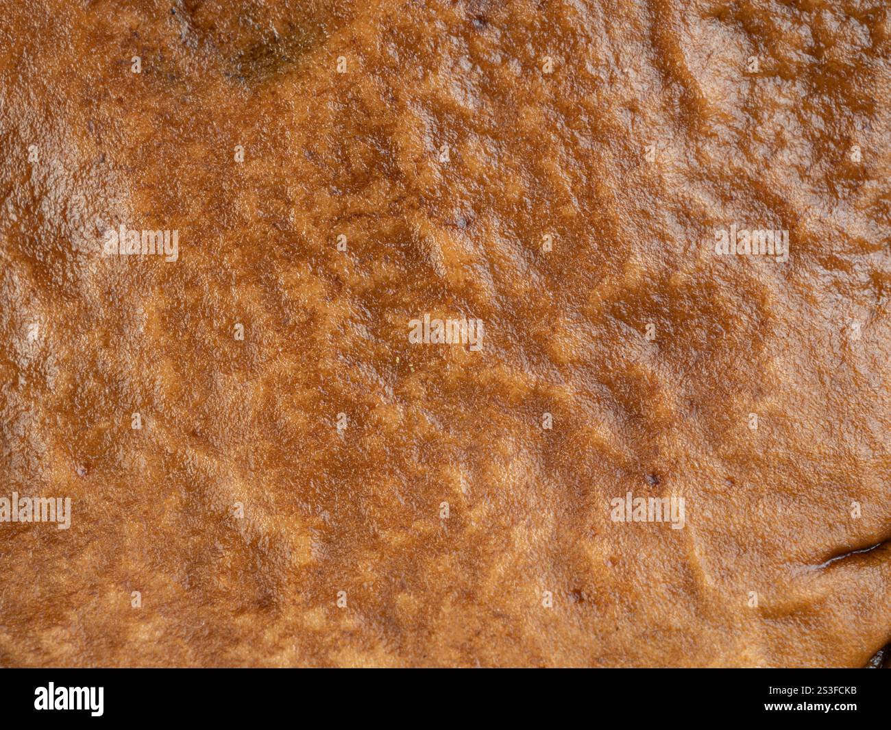 Broun mushroom cap surface texture in detail Stock Photo - Alamy