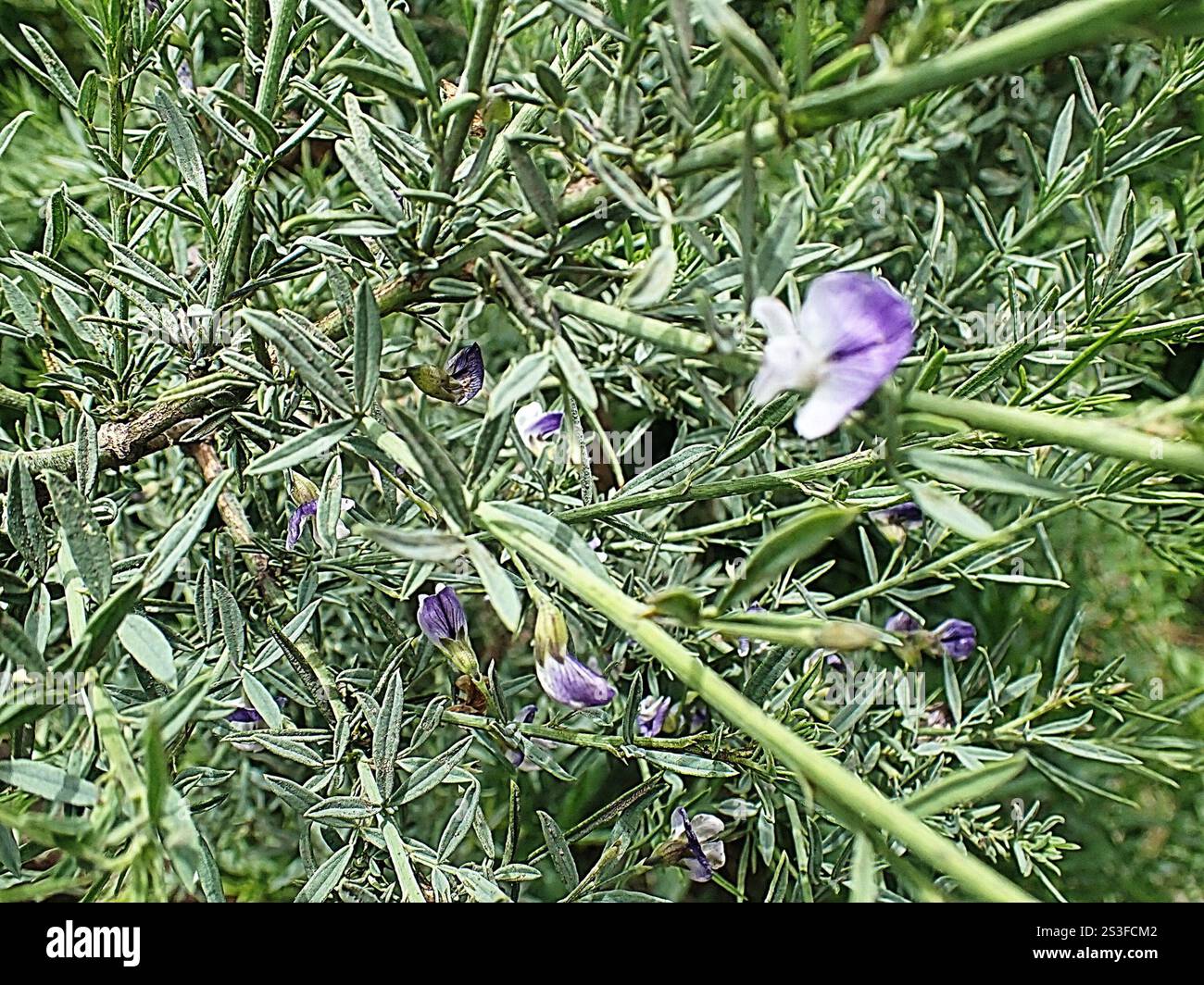 Violet-flash Fountainbush (Psoralea axillaris Stock Photo - Alamy