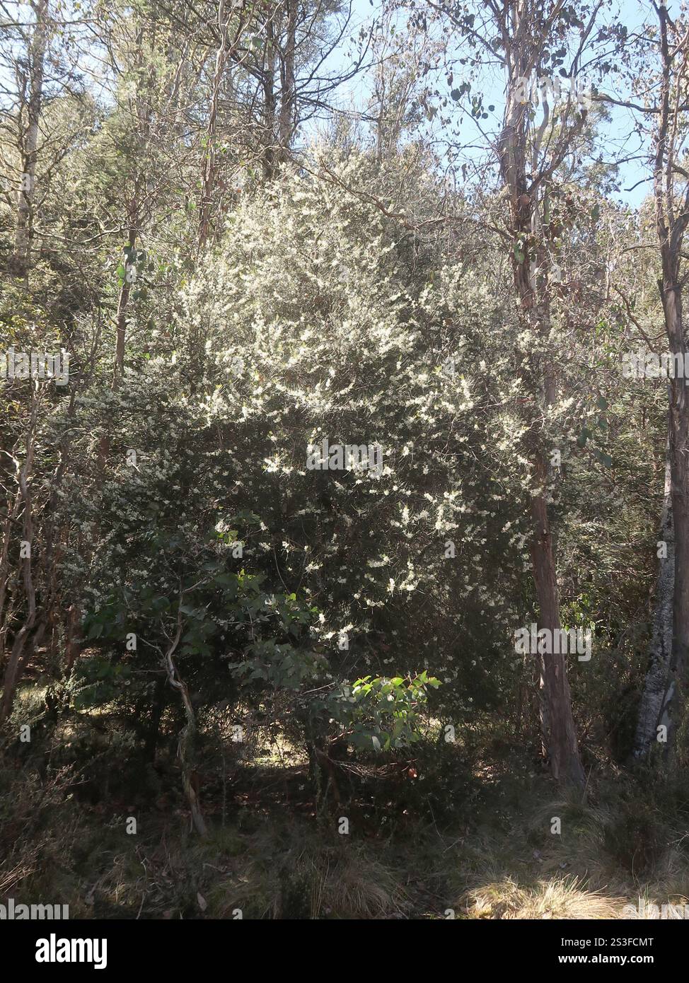 Mountain Needlewood (Hakea lissosperma Stock Photo - Alamy