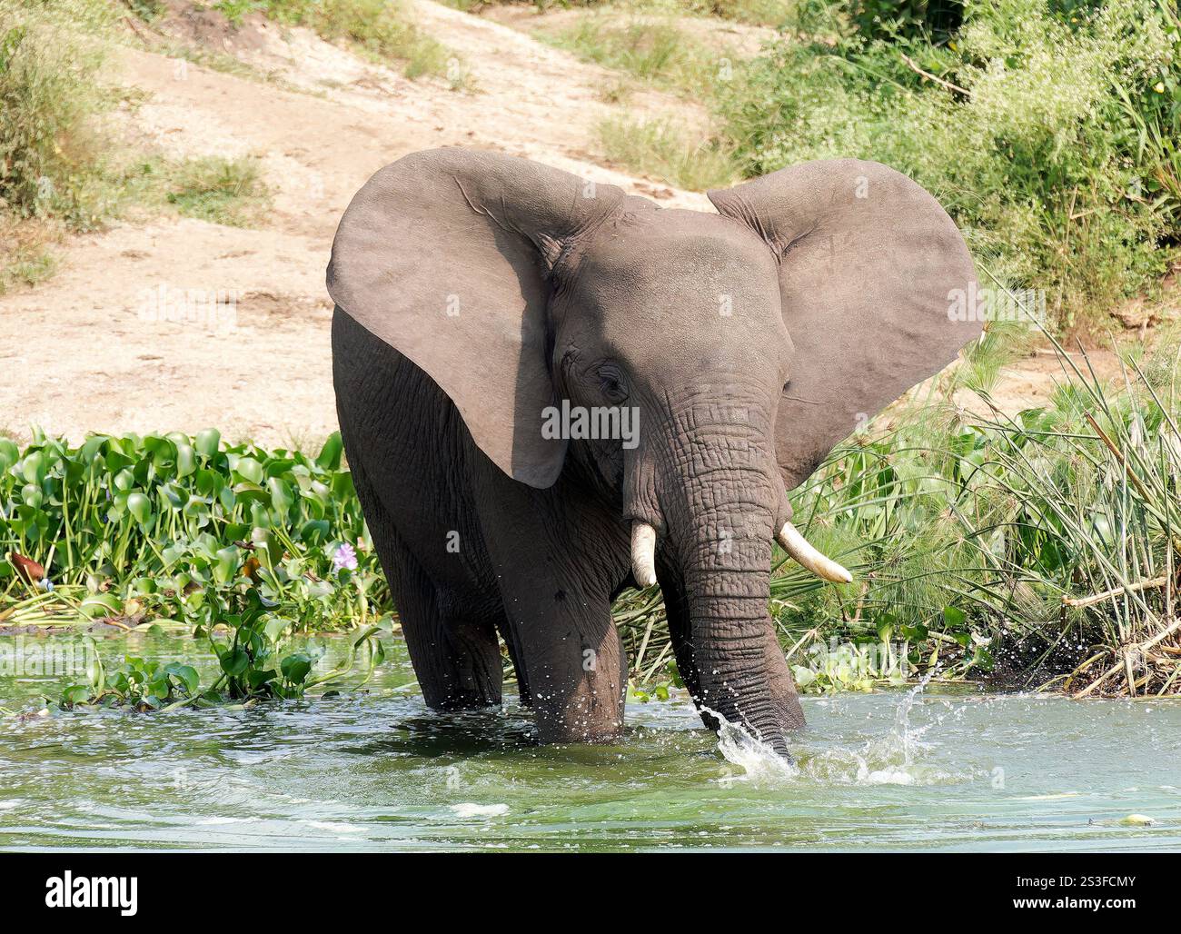 African bush elephant, Afrikanischer Elefant, Éléphant de savane ...