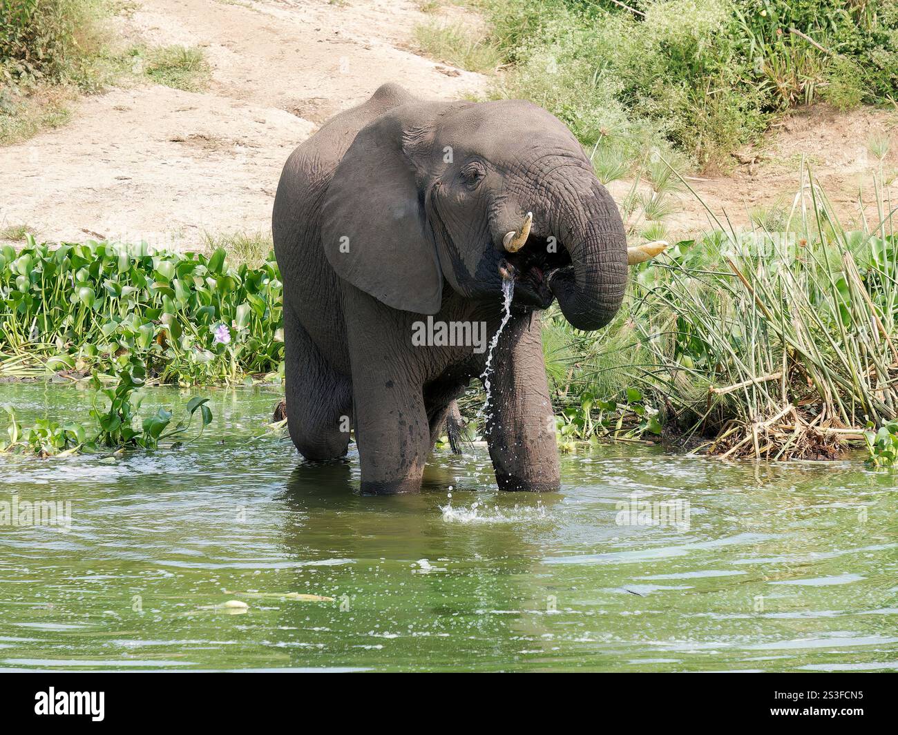 African bush elephant, Afrikanischer Elefant, Éléphant de savane ...
