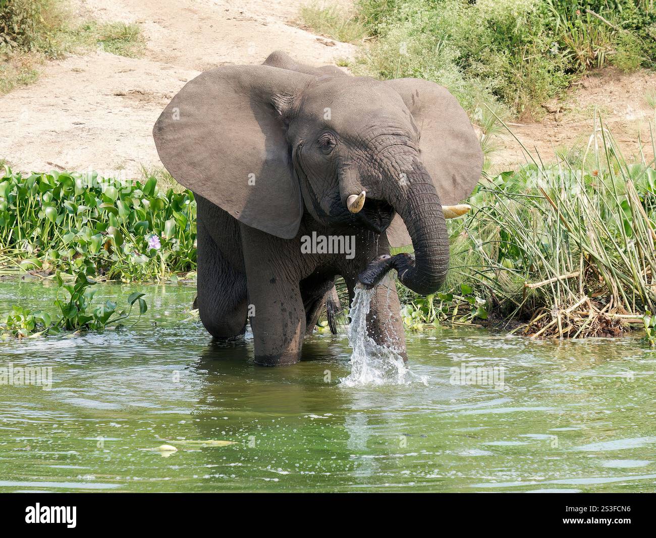 African bush elephant, Afrikanischer Elefant, Éléphant de savane ...