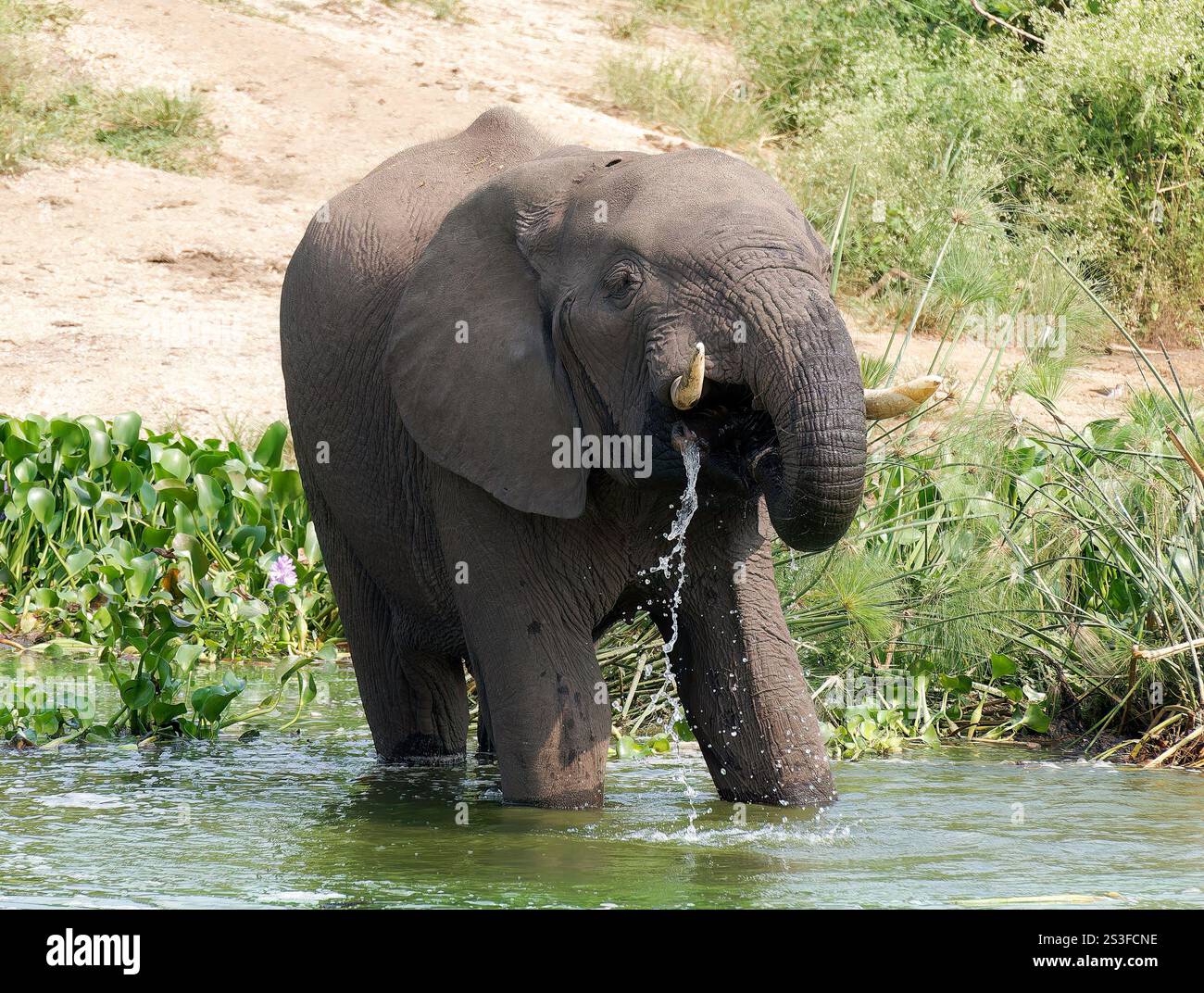 African bush elephant, Afrikanischer Elefant, Éléphant de savane ...
