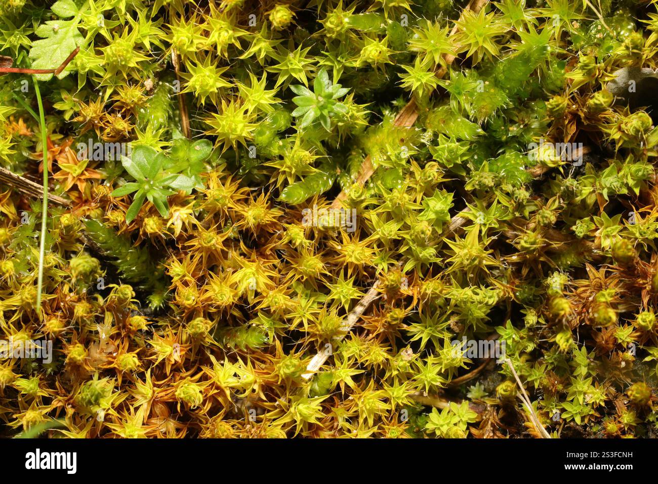 Sand-hill Screw-moss (Syntrichia ruraliformis Stock Photo - Alamy